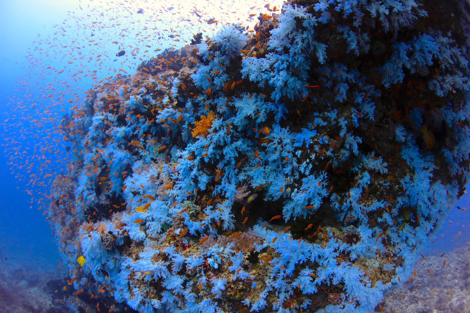 ナシモティラ＆HPリーフ ー バナナリーフ Nassimo Thila & HP Reef：Maldivian Stars